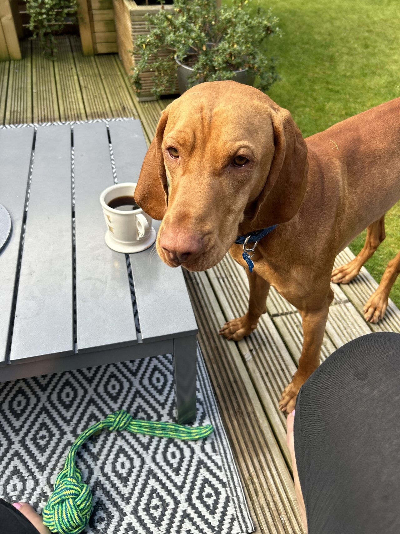 Welcoming our newest member of the AFJS family | Abbots Farm Junior School